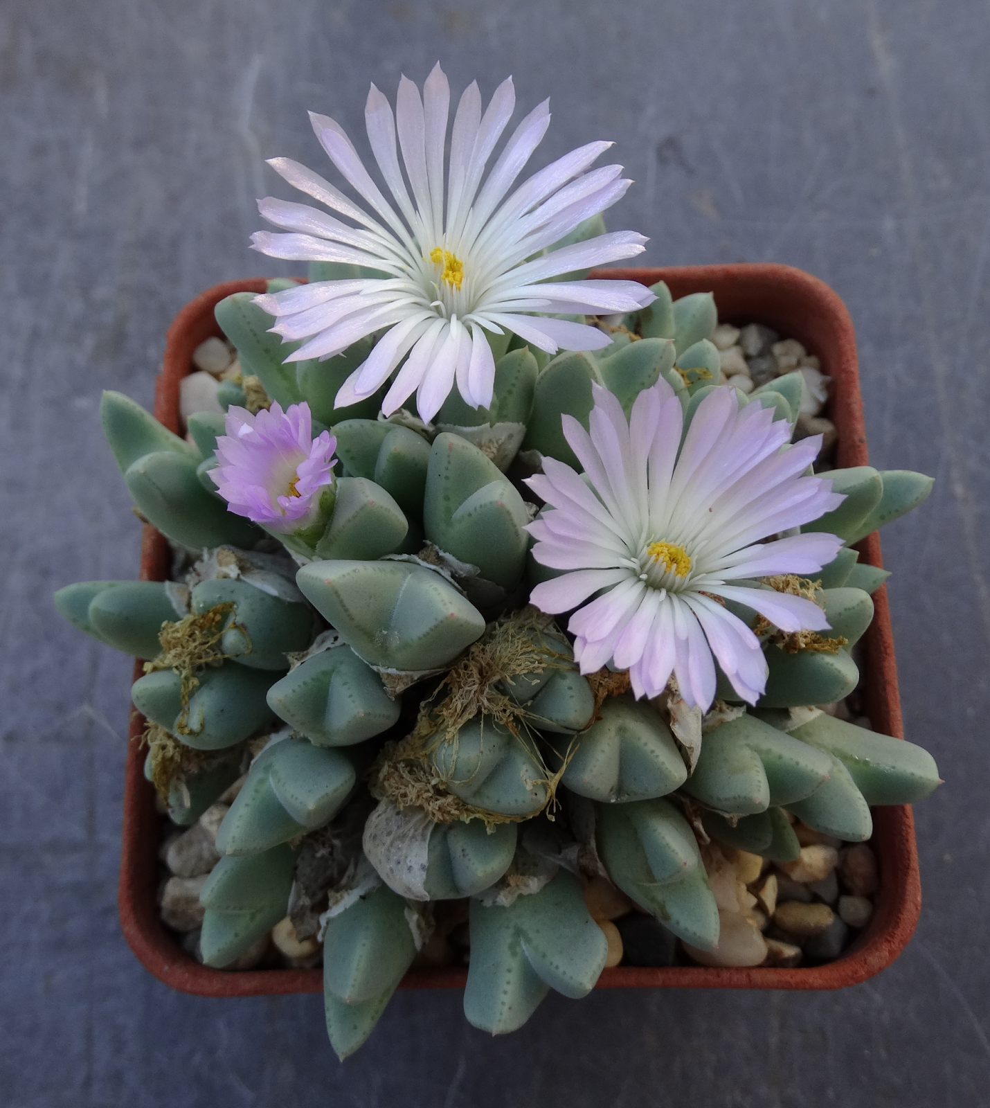 Succulent Sundae: CONOPHYTUM BLANDUM
