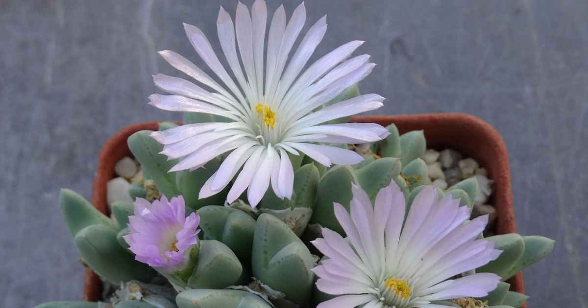 Succulent Sundae: CONOPHYTUM BLANDUM