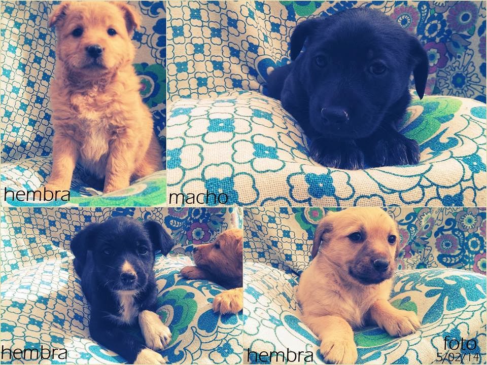 Juntos es mejor: En adopción: 3 hembras y 1 macho, x labrador (Lorca ...