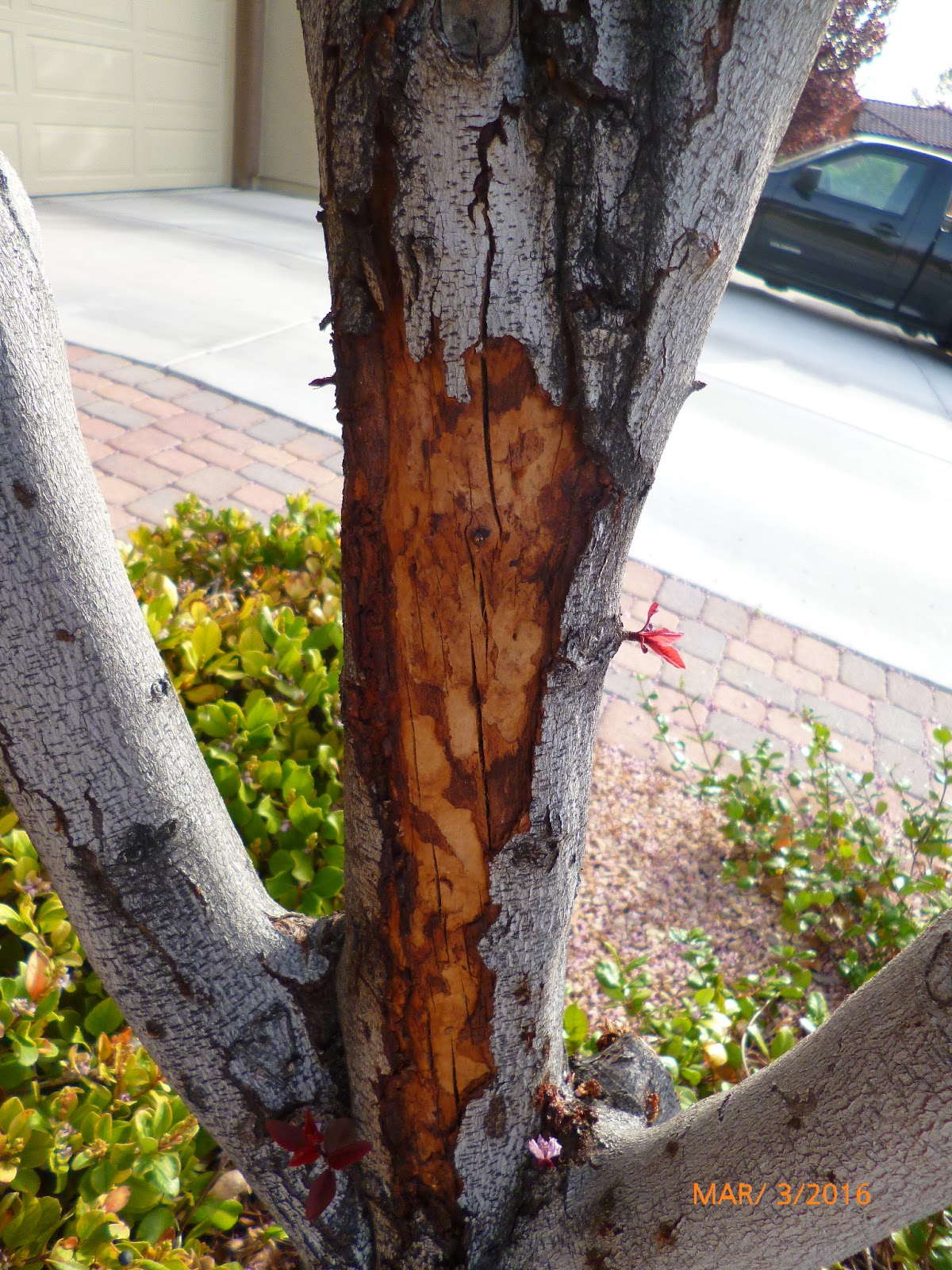 Xtremehorticulture of the Desert: Loss of Bark on Ornamental Plum Due ...