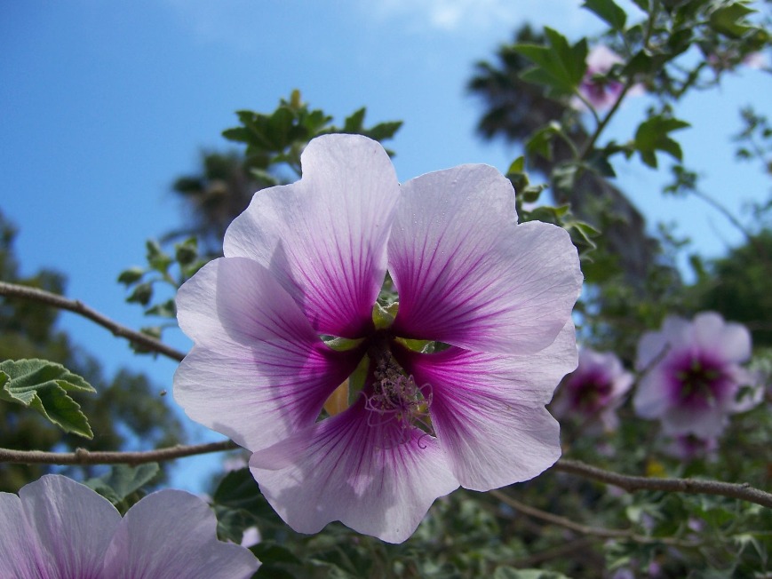 The 2 Minute Gardener: Photo - Tree Mallow (Lavatera maritima)