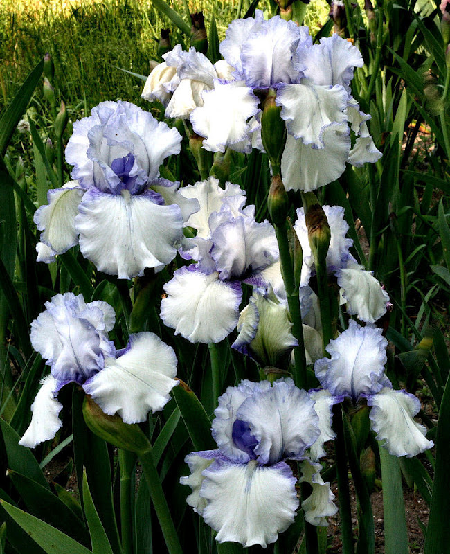 World of Irises: The Iris at the End of the Rainbow: the Favorites of ...