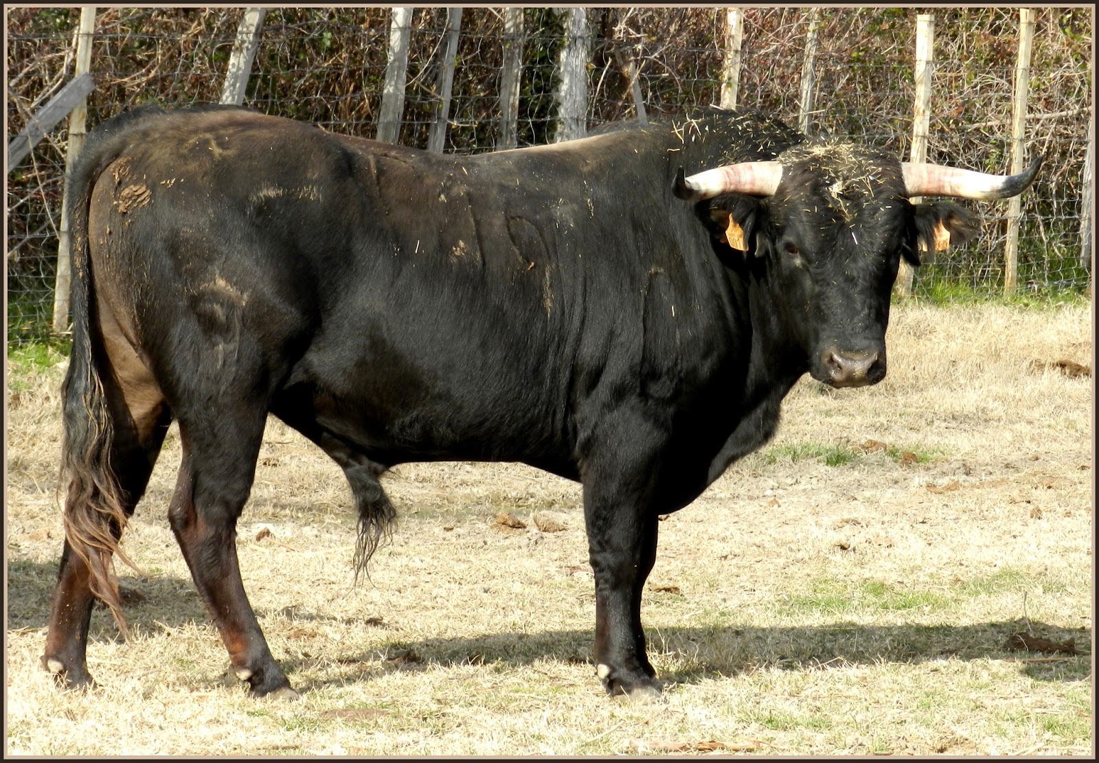 les amis de la tour du cazeau: les TOROS
