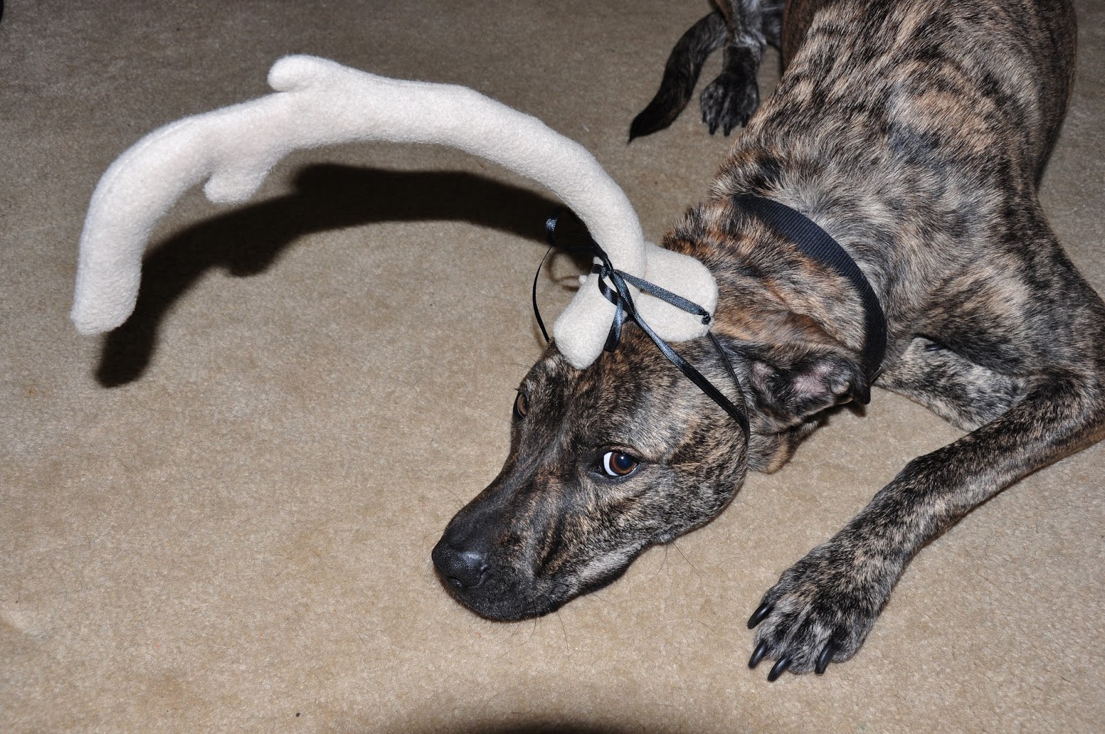 Laura makes art and stuff: the Grinch's Max antler