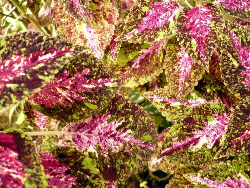 Marco Imagens Grátis: folhas coloridas