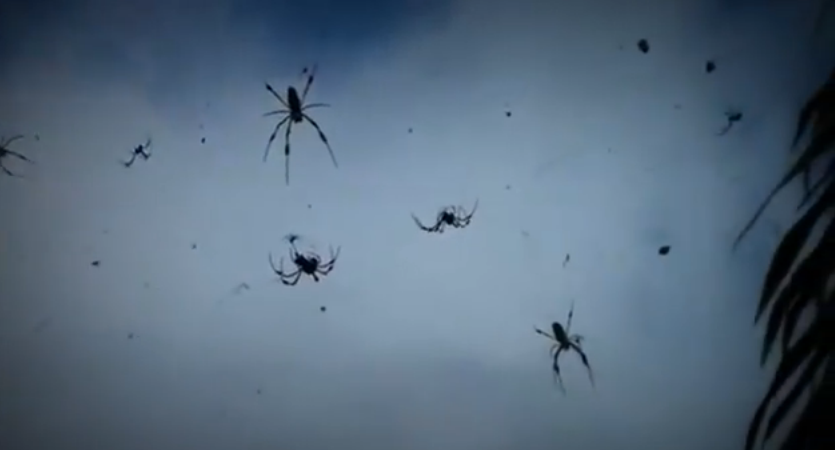 WATCH: Millions of Spiders Rain Down on Australia - TTD | Pinoy Make ...