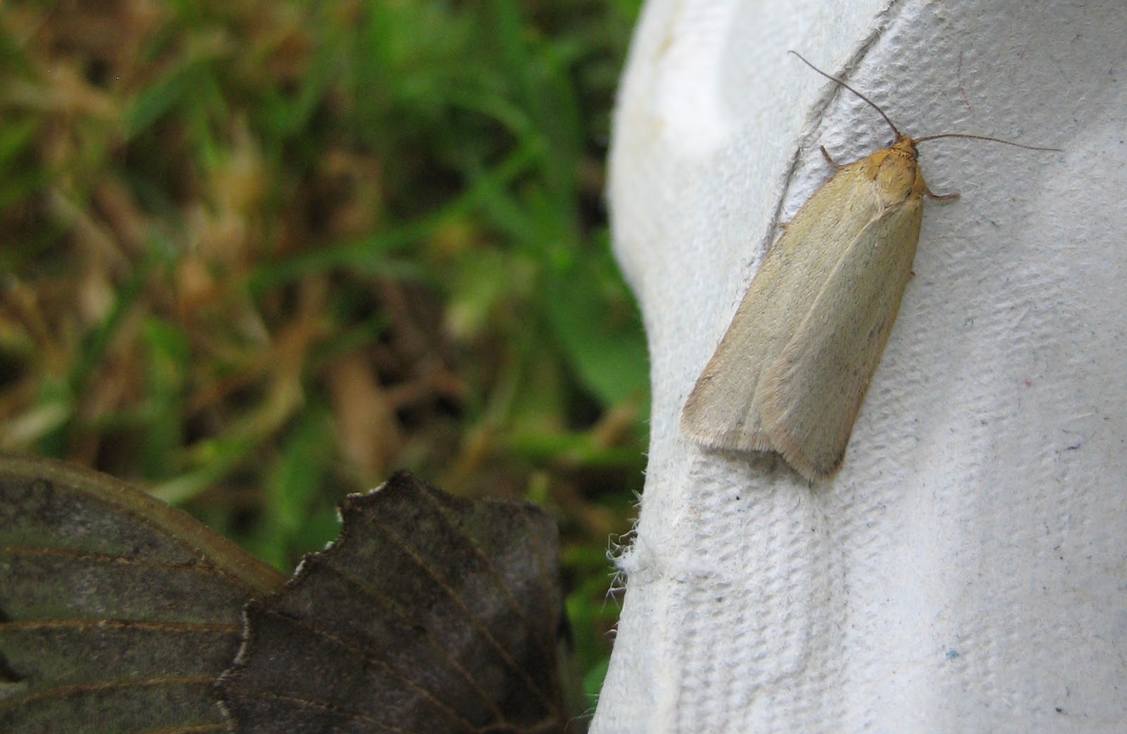 Martin's Moths: June 2013