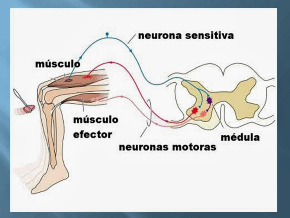 Karen Engativá: Neurorehabilitación / Médula espinal y arco reflejo.