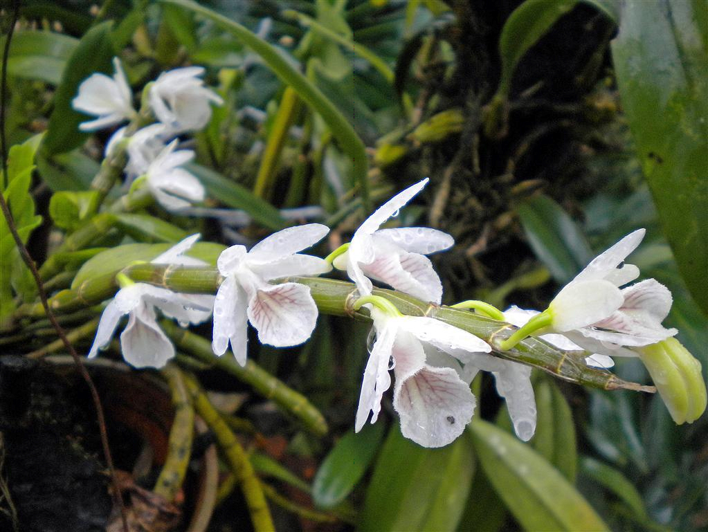 Dendrobium polyanthum care and culture | Travaldo's blog