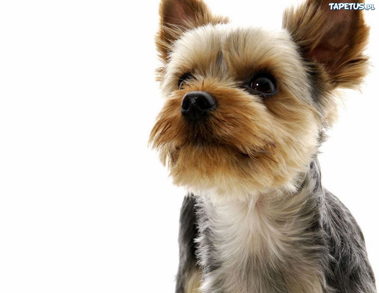 Najlepsze psiaki świata: York