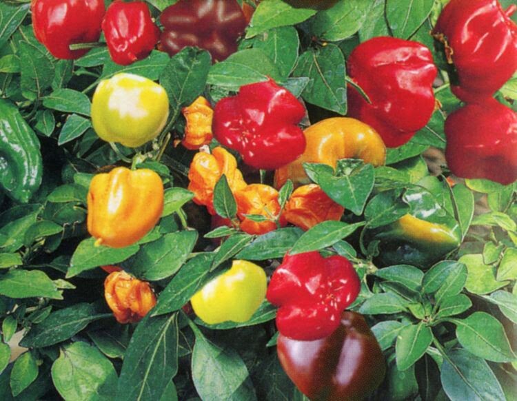 Benih Paprika Mini Mix Rainbow Import ~ CV.BERKAH MAKMUR