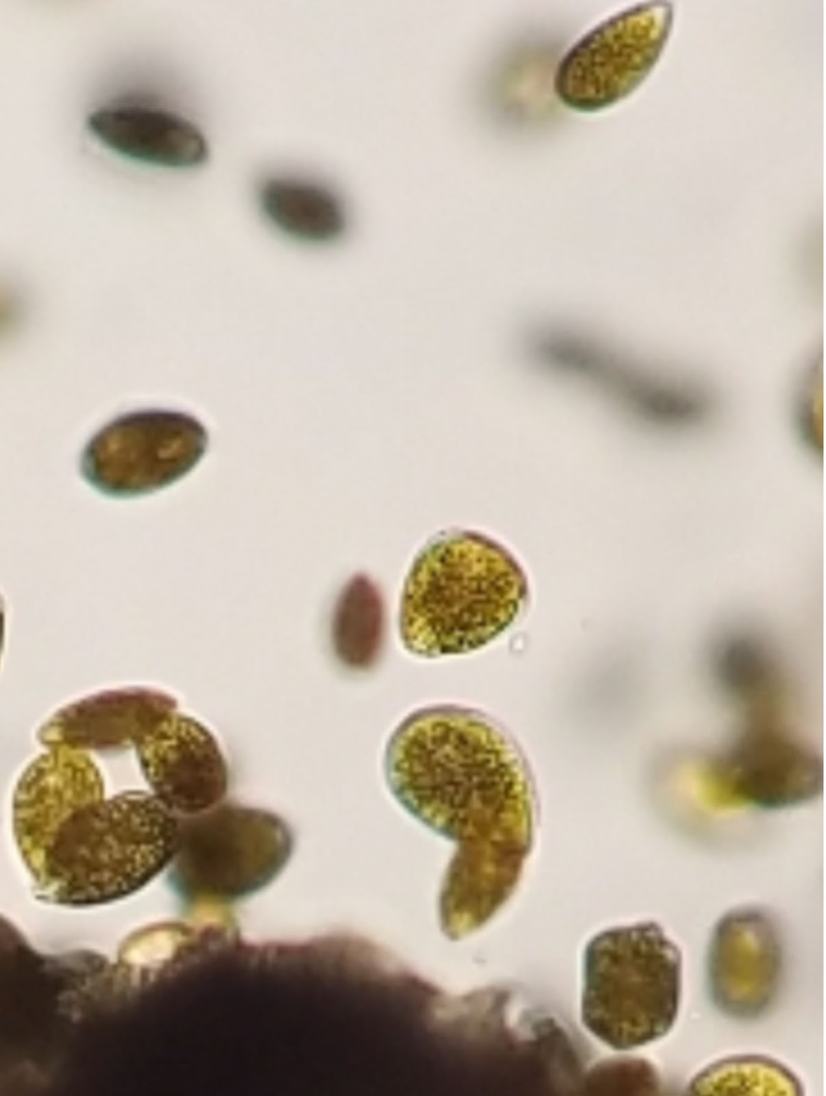 A Transgenic World: Dinoflagellates in the Reef Tank - What, Why, and How?