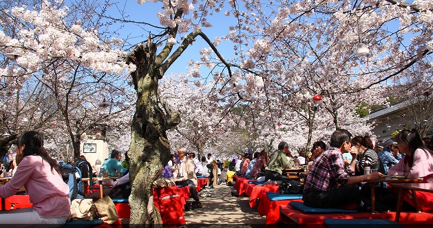 All About Japan: Perayaan Hanami - Jepang