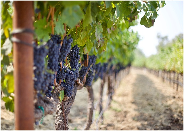 Chasing Davies: Wine Tasting in Santa Rosa & Sonoma