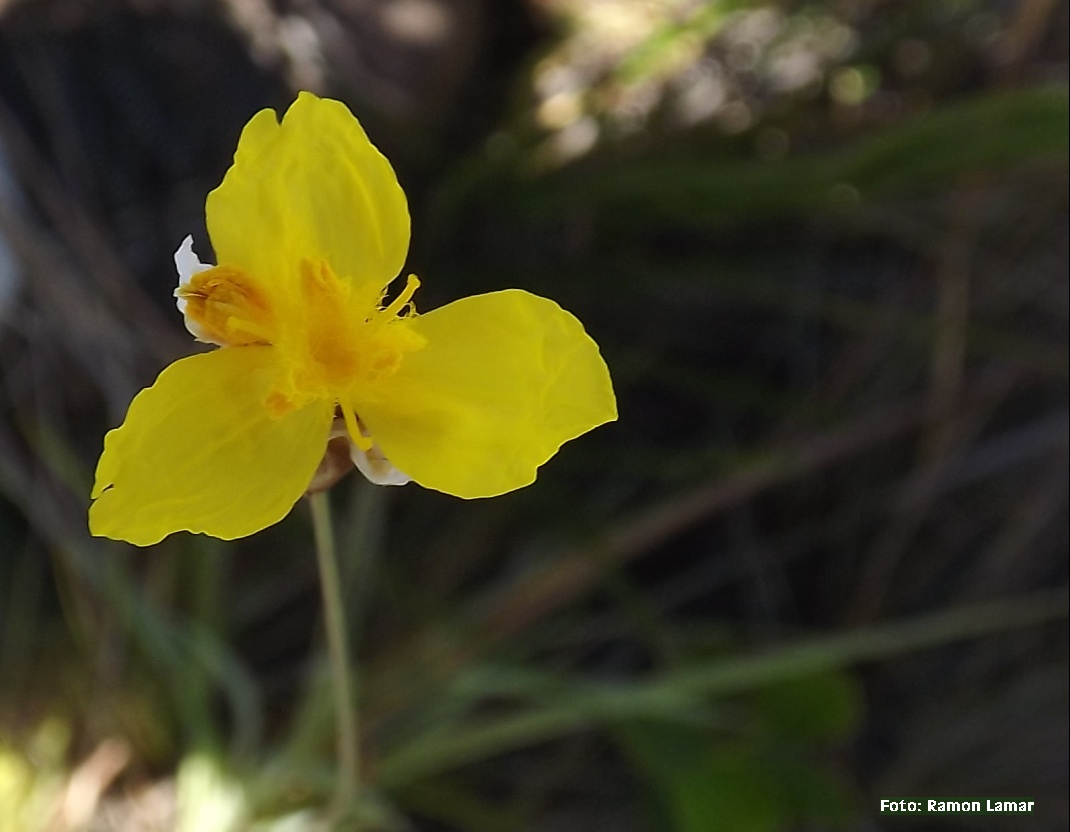 CAMPO RUPESTRE: Xyris