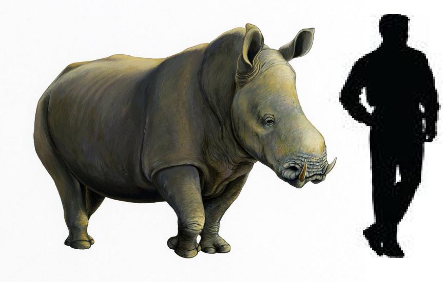 Los animales en la prehistoria: Animales prehistóricos con la letra C