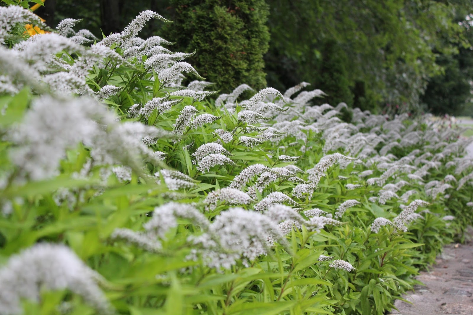 Red House Garden: Can You Tame This Goose?