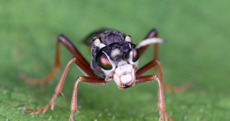Utgångspunkt 63° 31,x' N - 22° 31,x' O: Flera Tenthredo-steklar