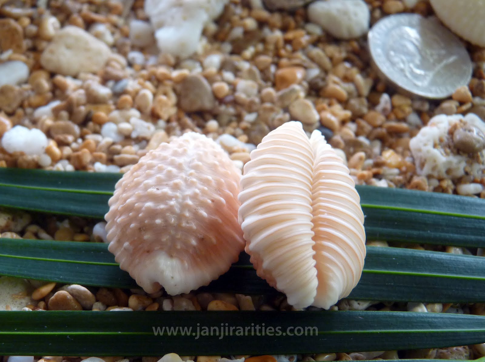 Kahelelani & Sunrise shell jewelry by.... Janjira: September 2012