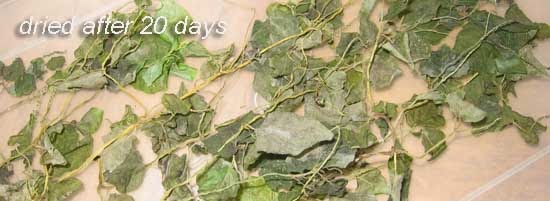 PHILIPPINE HERBAL PLANTS AND THEIR USES: ulasiman-bato