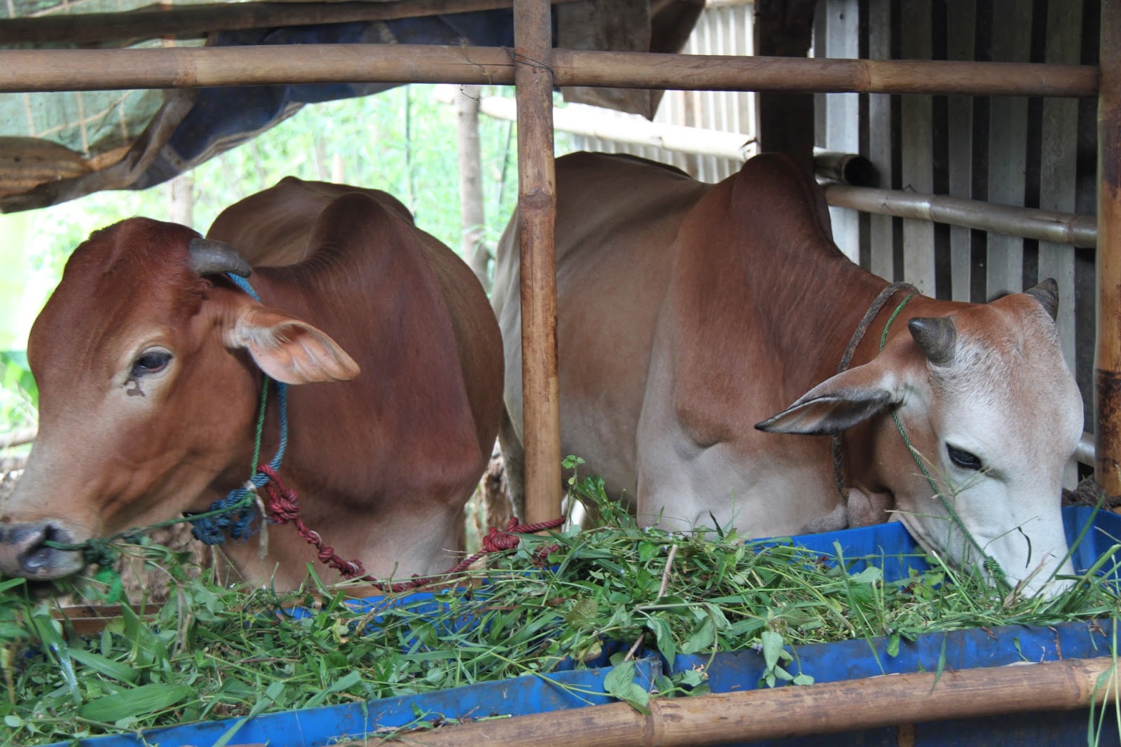 Kelompok Tani Ternak "SatoAji": FOTO TERNAK