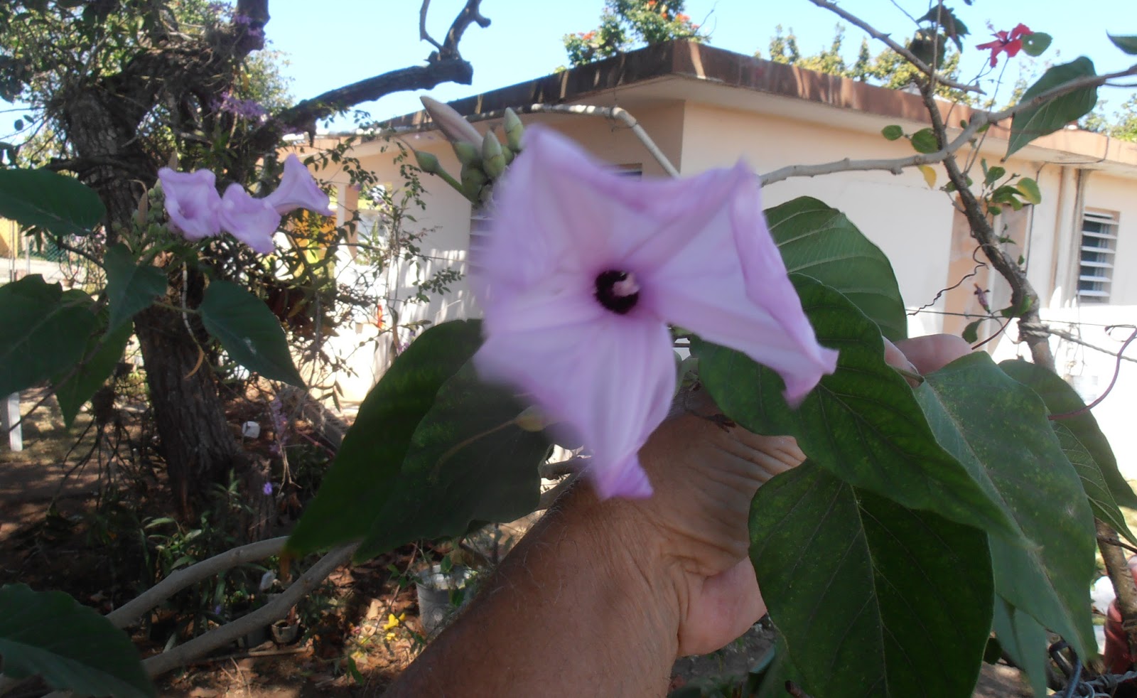 Flora de Puerto Rico Ilustrada Papo Vives: CONVOLVULACEAE-IPOMOEA ...