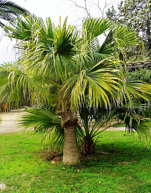 Livistona chinensis «palmera china» - Id Plantae