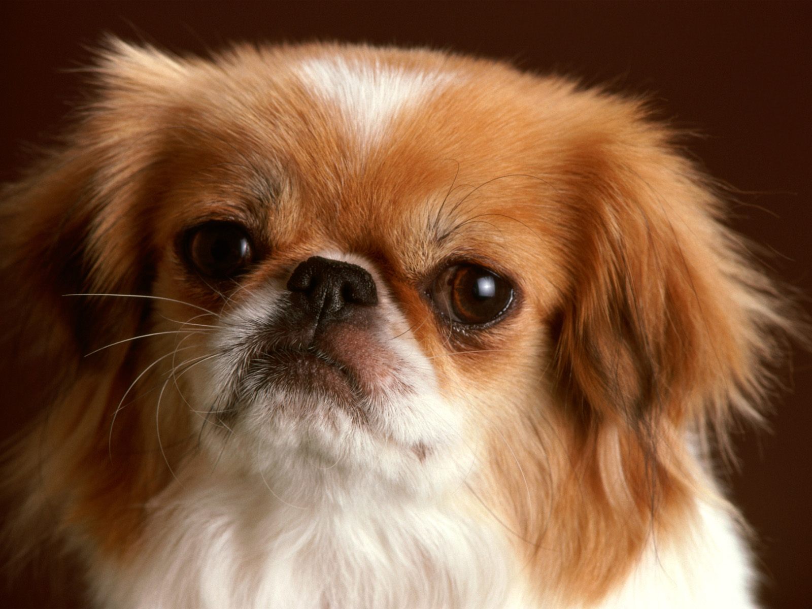 Perros Pekines
