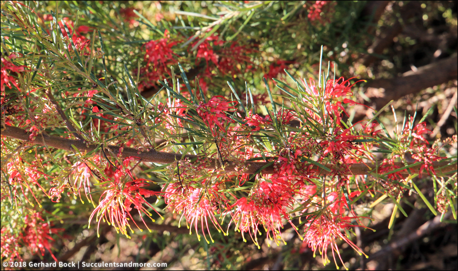 UC Santa Cruz Arboretum in late winter: Australian Garden