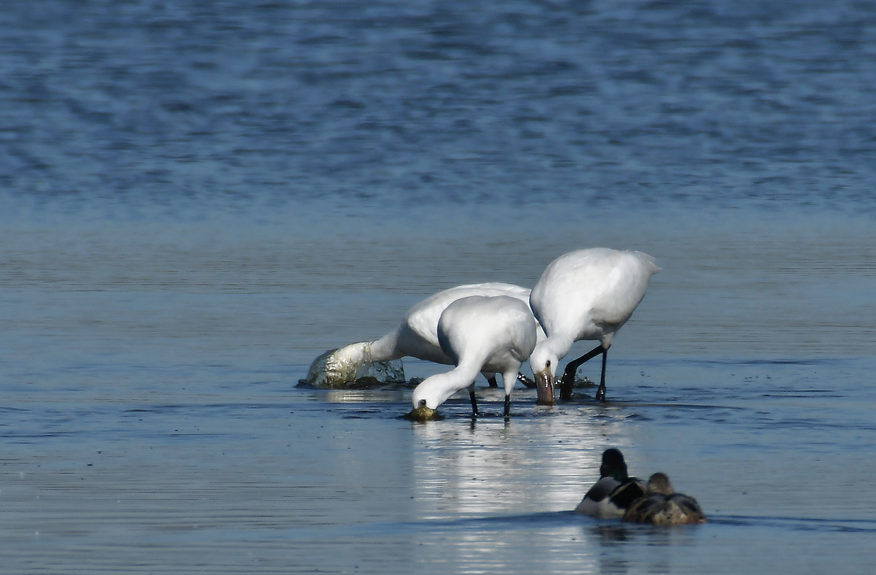 Jozef van der Heijden - Natuurfotografie: Lepelaars lepelen door het ...