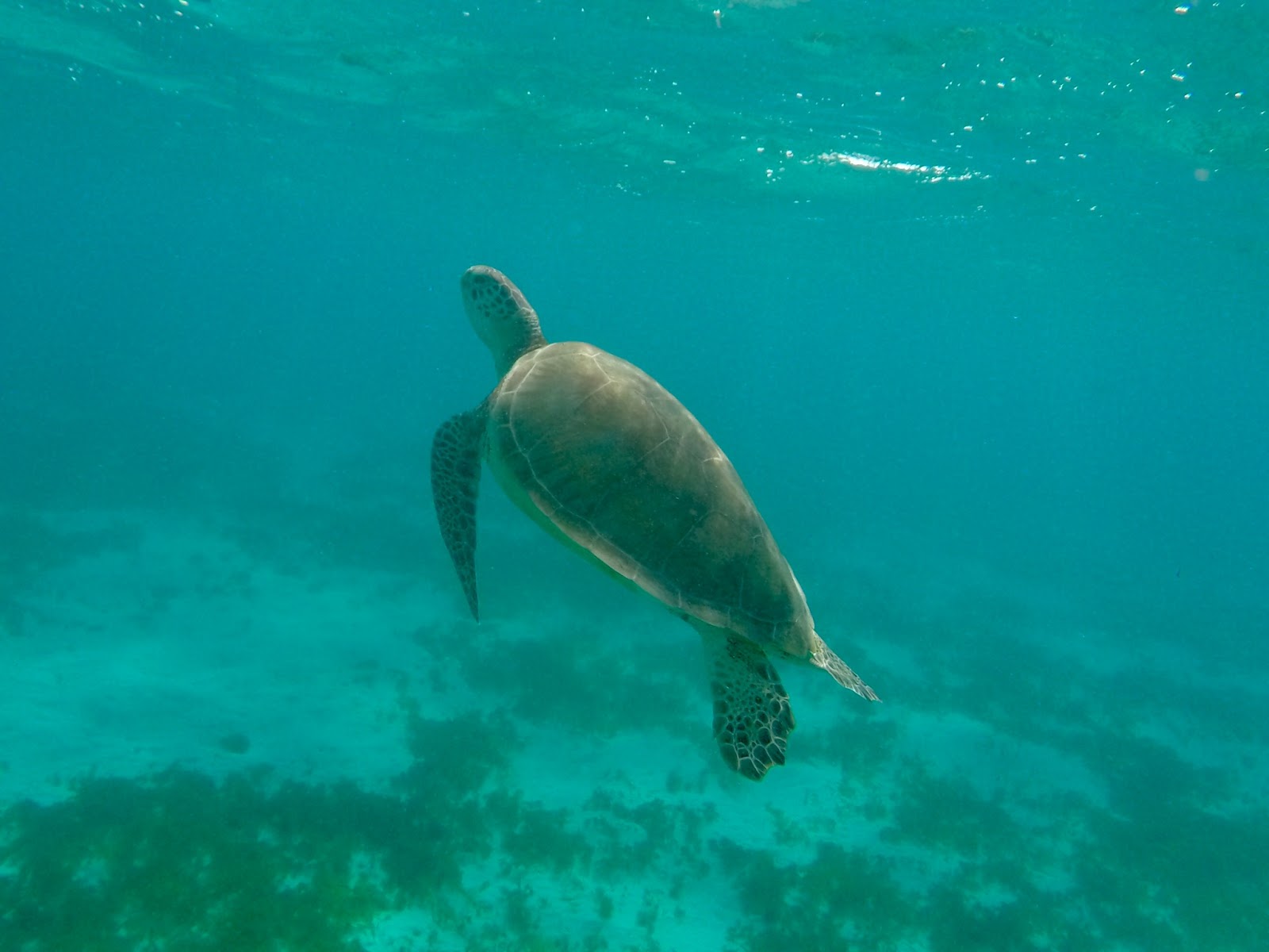Sailing Rocks!: Tourist time in the Tobago Keys