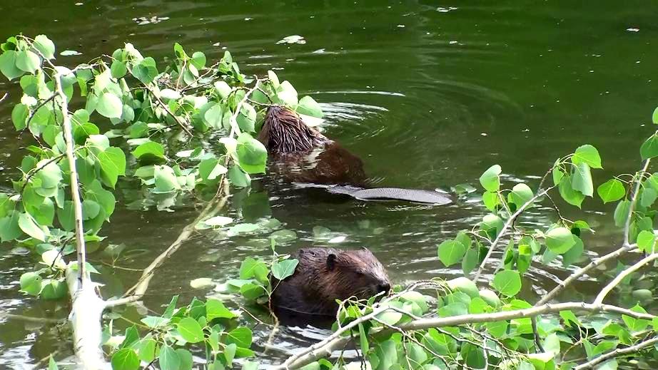 Tales From The Wilds: More Troubles for the Preserve's Beaver Colony