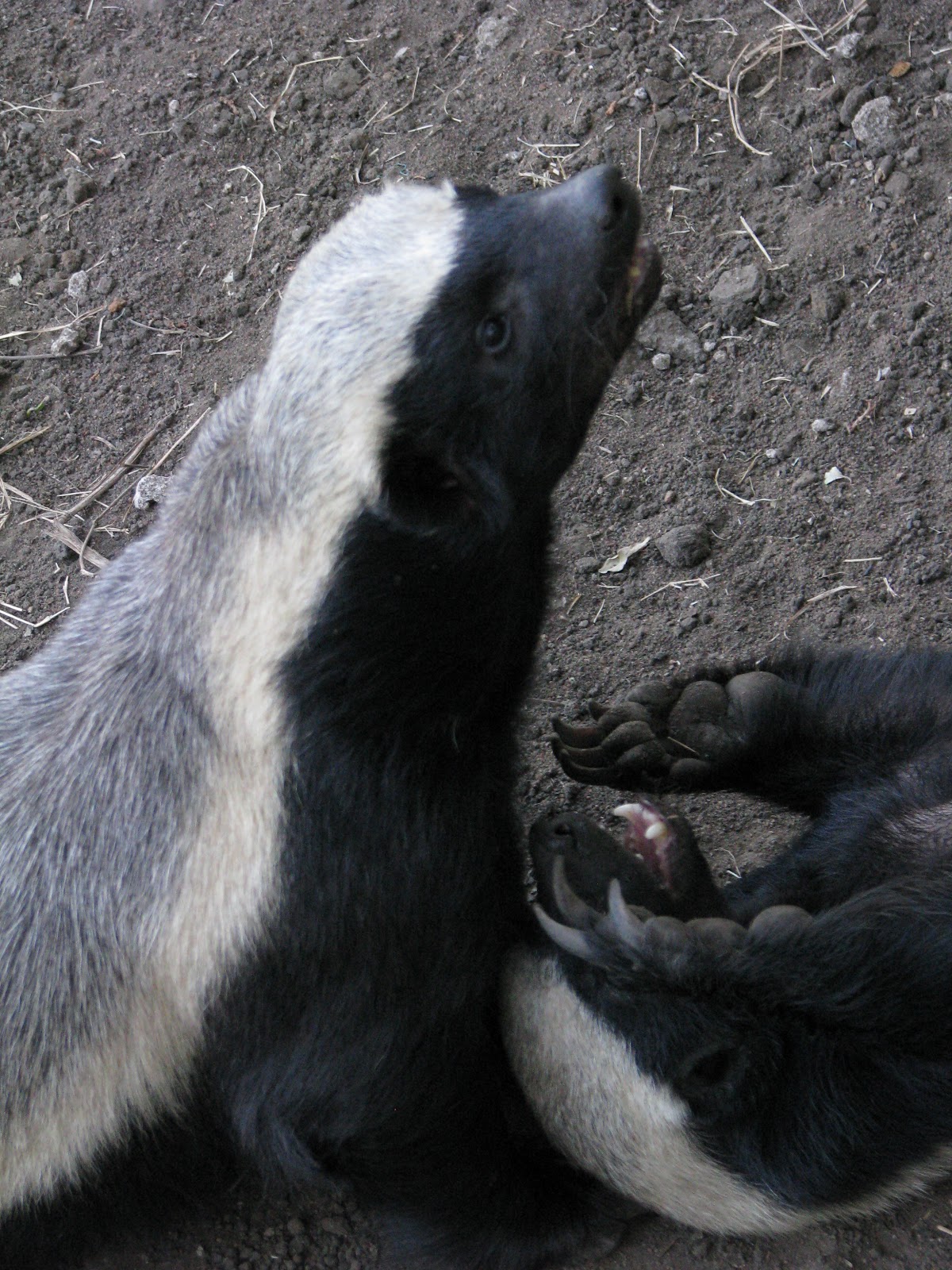 women rockin' the road: One of the most ferocious and fearless animals ...