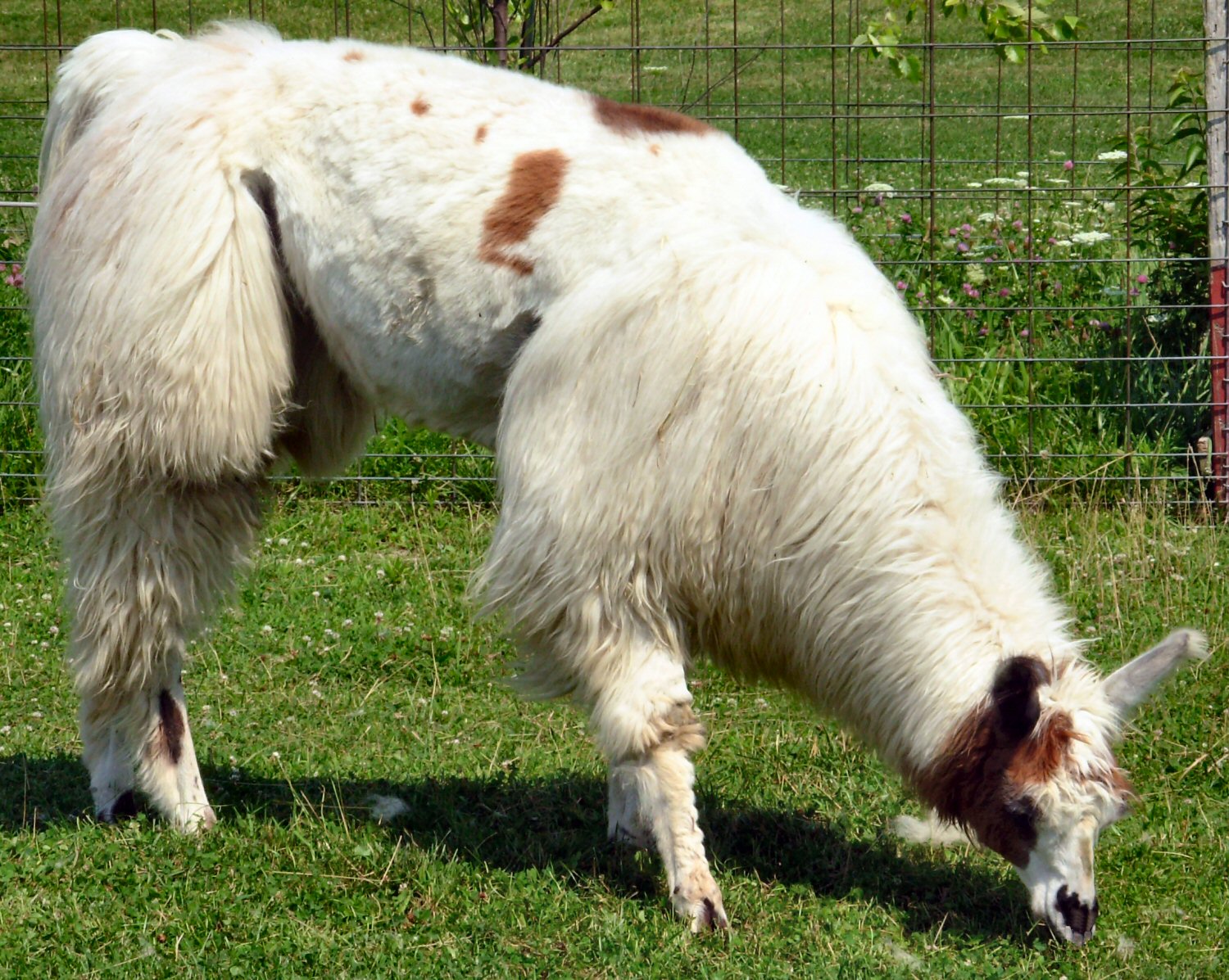 Autumn Hill Llamas & Fiber: Shearing time!