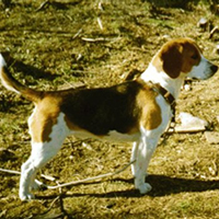 Beagle (rase de caini)