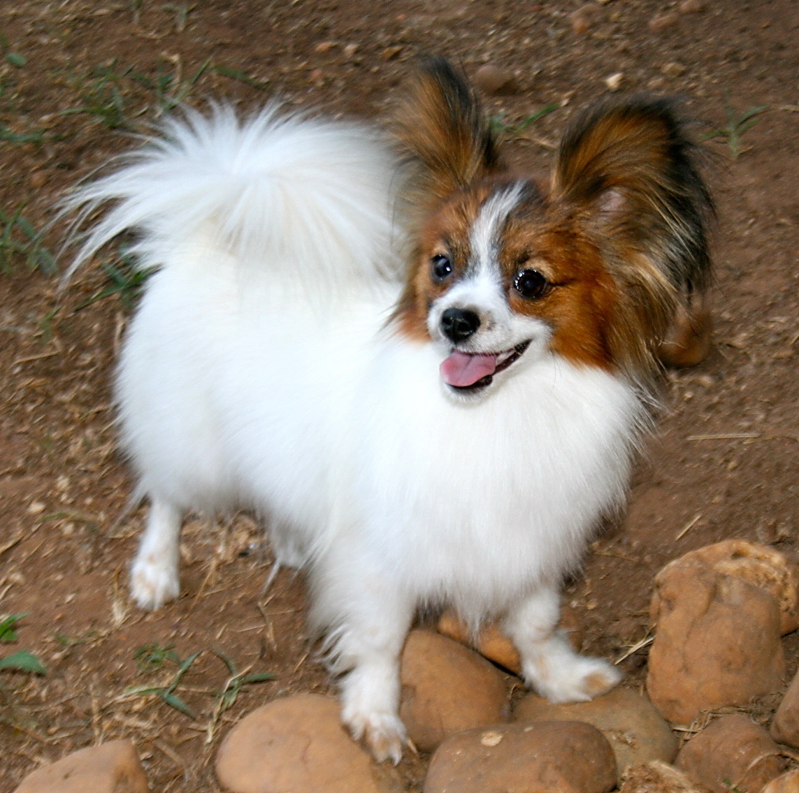 Road's End Papillons : Road's End Papillons owned by Others