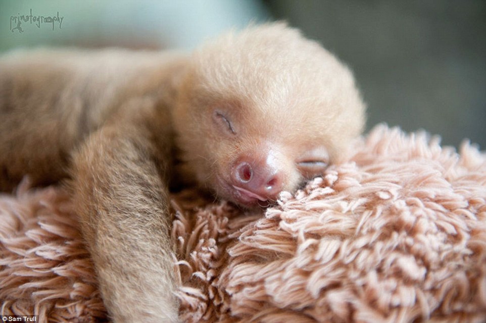 Baby Sloth Hug