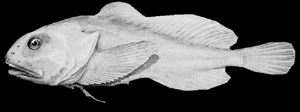 ANIMALES EN EXTINCIÓN: PSYCHROLUTES MARCIDUS