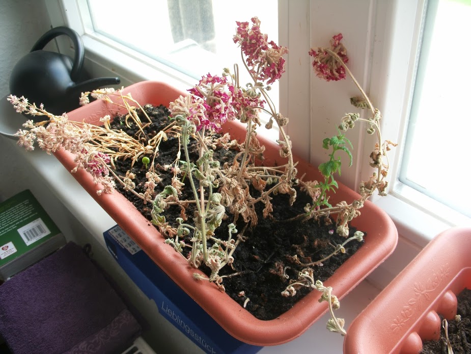 tungkol sa pag-aalaga ng mga halaman