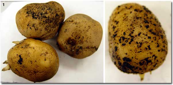 Swift's Gardening Blog - Swift Horticultural Enterprises, LLC: Tuber ...