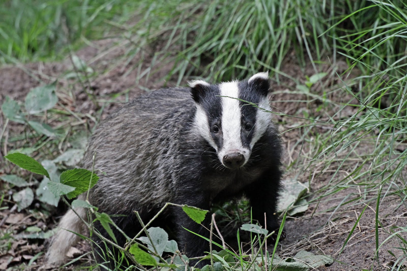 Wildwood Trust: Wild joins the fight to save Britain's badgers from the ...
