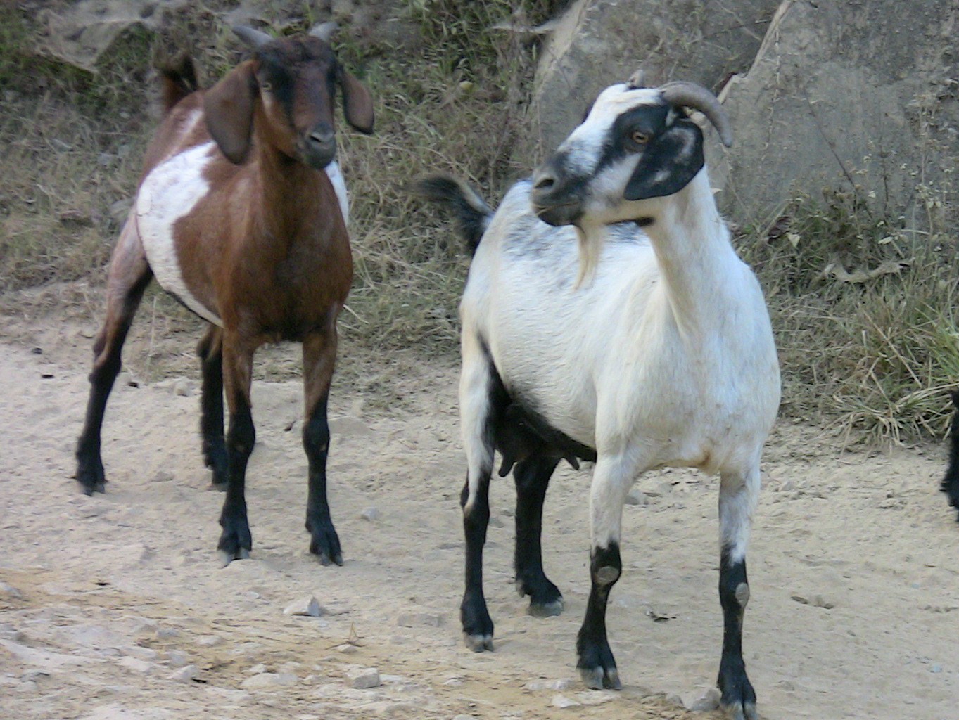 Nepal: A Tourist's Manual: Dashain Festival-It's almost Christmas