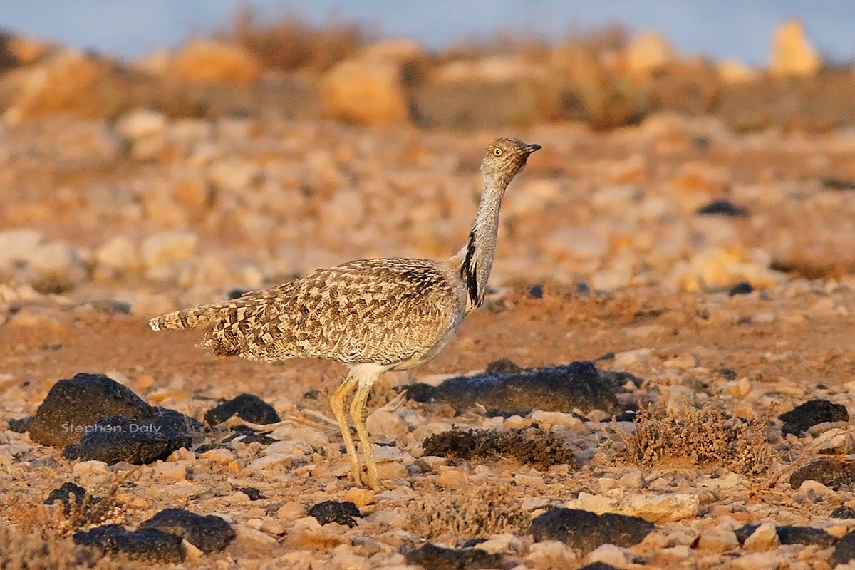Houbara Bustards – Focusing on Wildlife