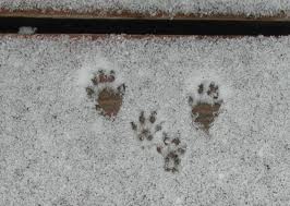 Cottage Country Pest Control: Animal Tracks