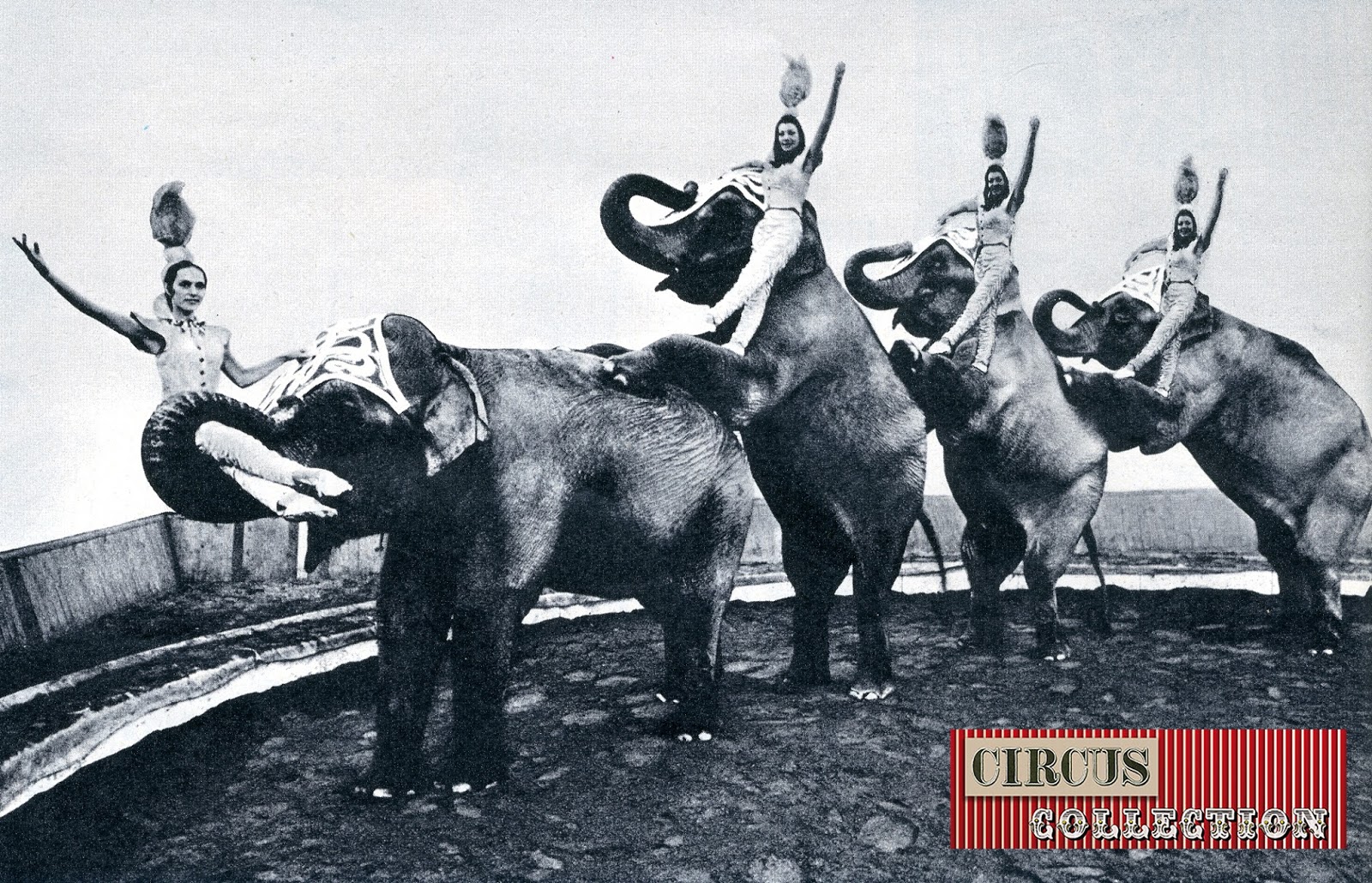 Circus -Collection: Les éléphants au cirque Knie 1960-1969