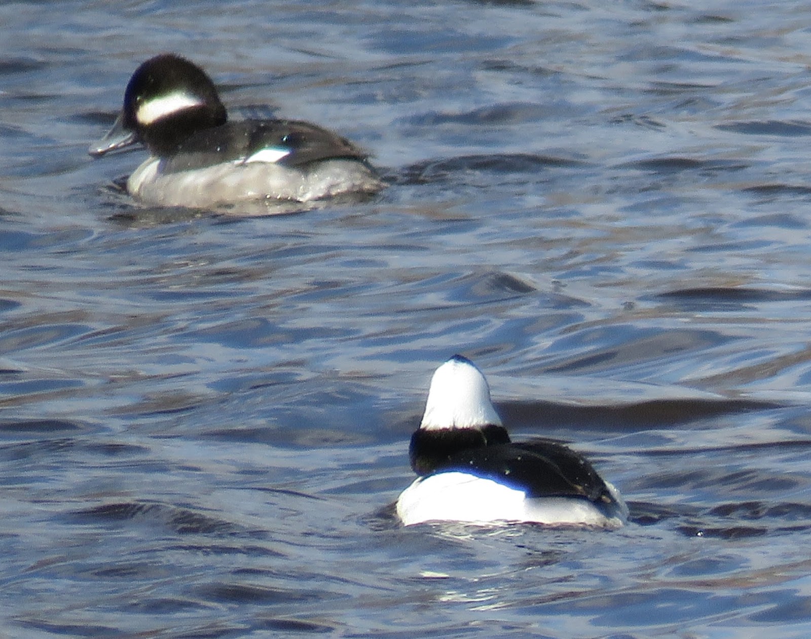 Bird & Travel Photos, Birding Sites, Bird Information: BUFFLEHEADS ...