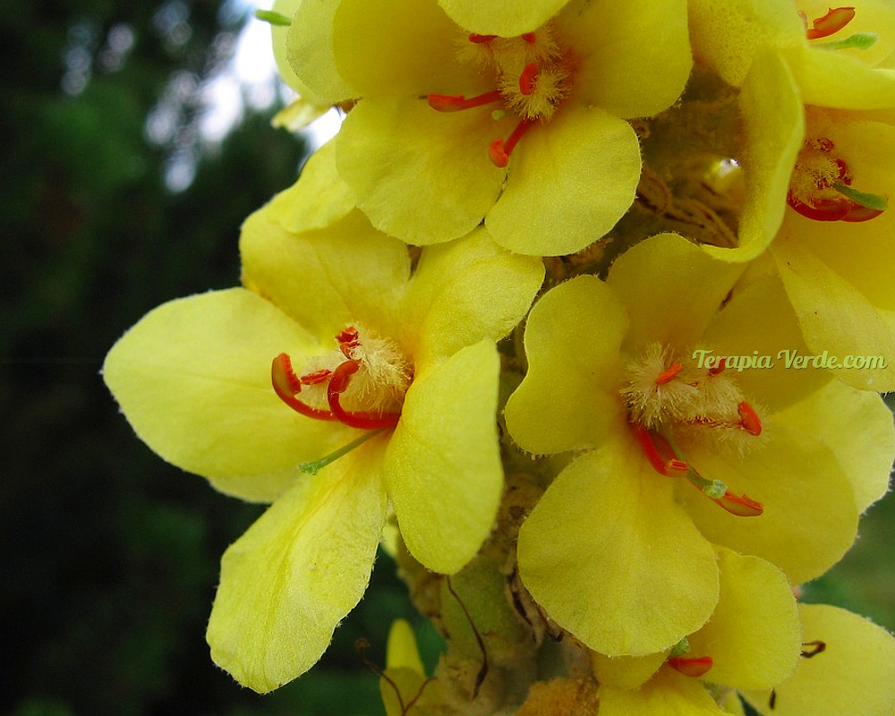 Benefícios do Verbasco | Terapia Verde