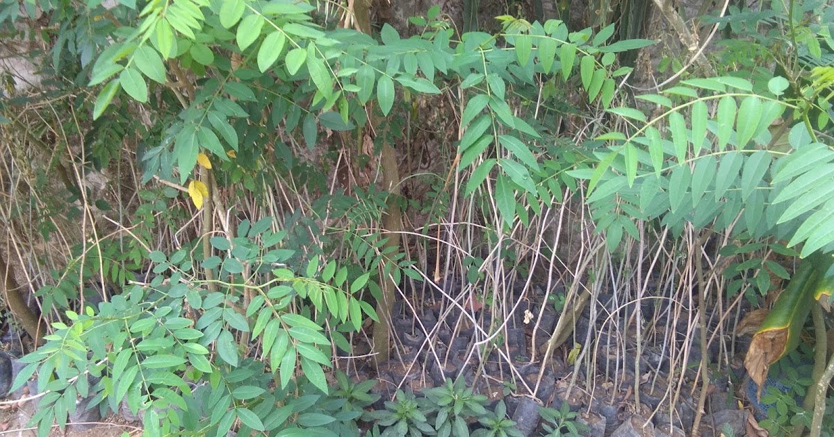 PUSAT BUDIDAYA KAMBING BOER, PE, KACANG, JAWA RANDU, DOMBA SUPER "BEJO ...