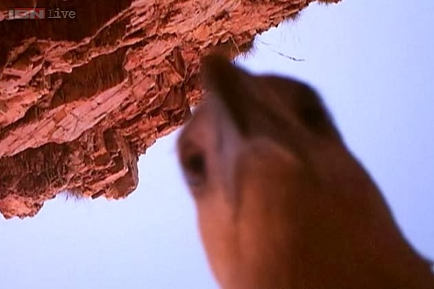 Eagle Steals Camera, Records Journey and Takes a Selfie - Nairobi Wire