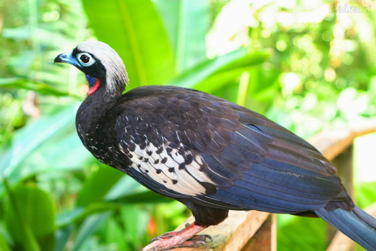 MEDICULT: ZANGÃO AMARELO-PRETO E A RAINHA VERDE-VERMELHO PRATEADA